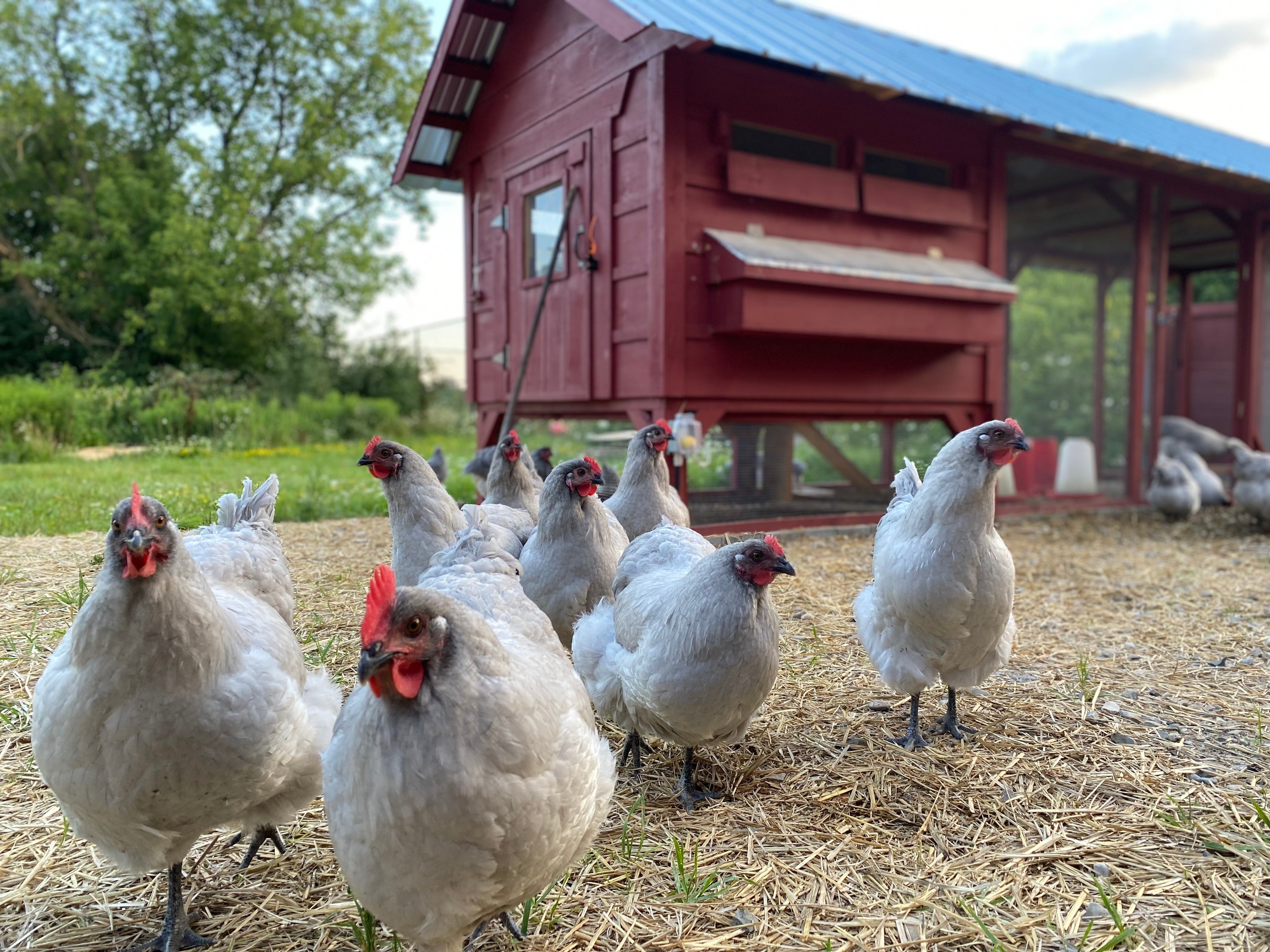AVALON LAVENDER FARM